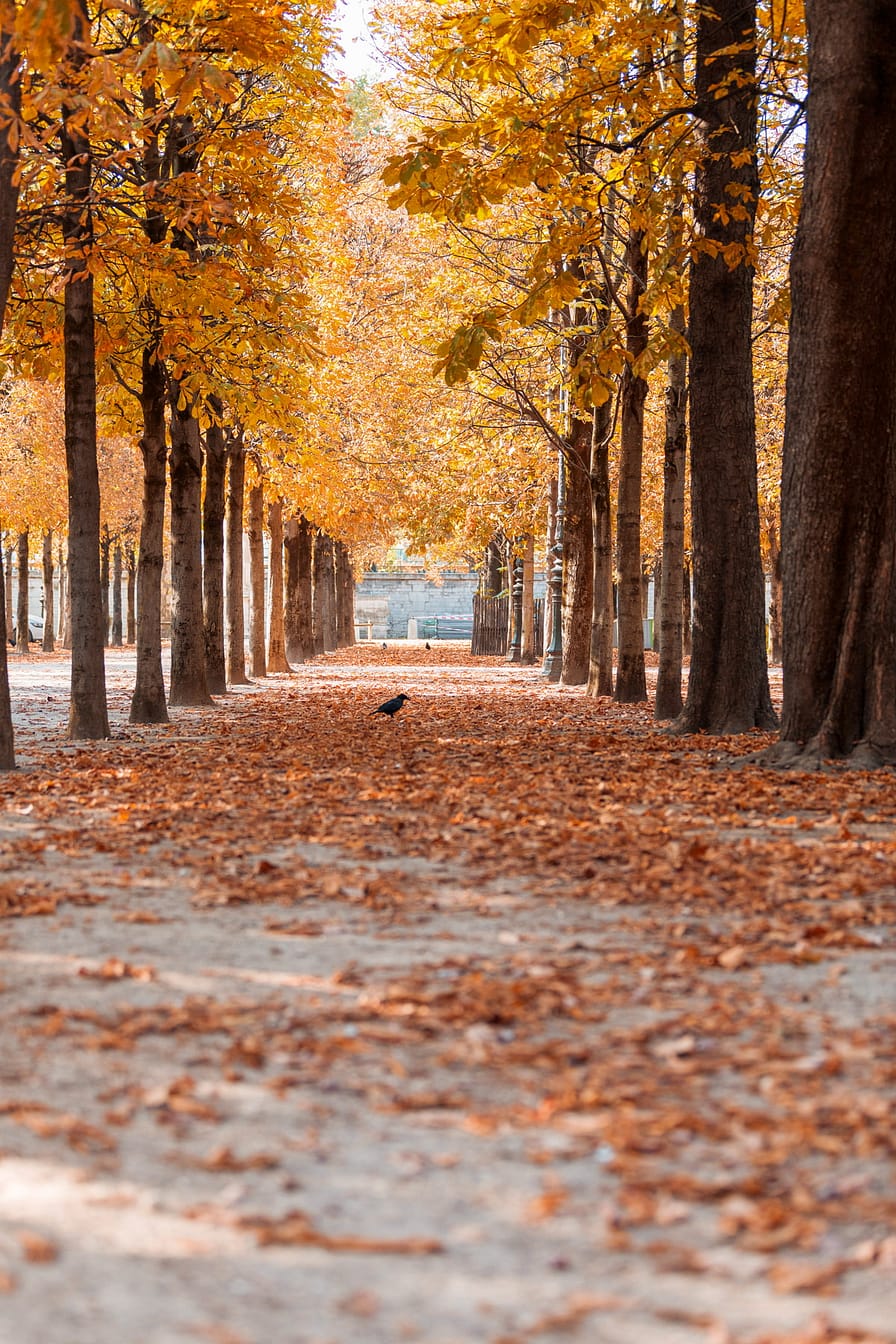 Here's Why You Should Visit Paris in the Fall