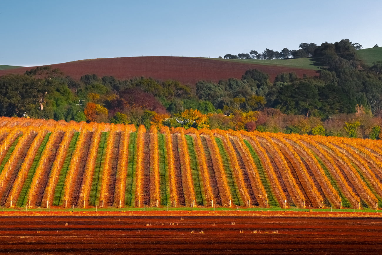 7 Must-See Wine Regions in Australia for Oenophiles
